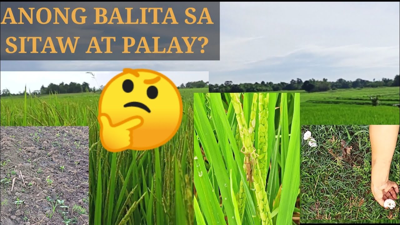 KABUTE/U-UNG+ PAPA IT/MALAGOSO(vegetable weed) - RICE & STRING BEANS ...