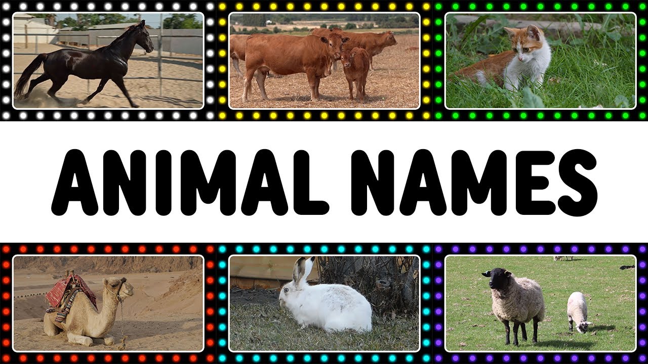 Animal Names and Sounds| Animal Names | Learn Animal Names in English ...