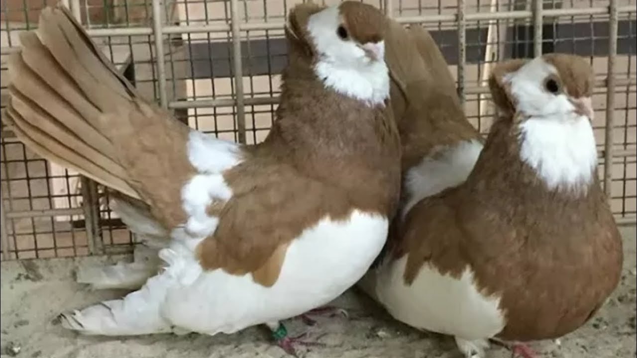 Russian Volga Pigeons Loft & Colorful collections - YouTube