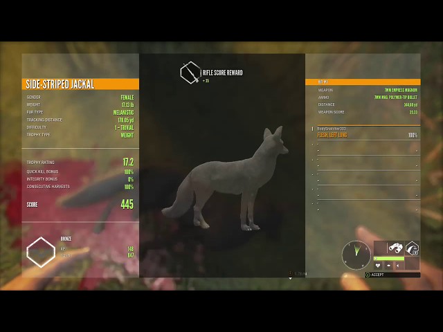 Melanistic Jackal