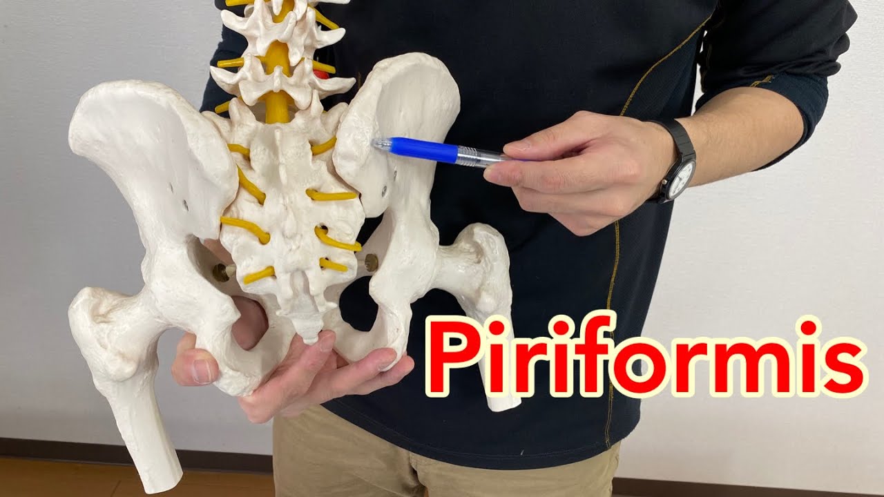 Anatomy of piriformis muscle and sciatic nerve - YouTube