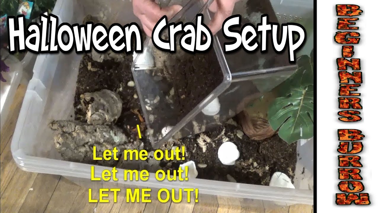 Halloween Crab Setup - Beginners Burrow - YouTube