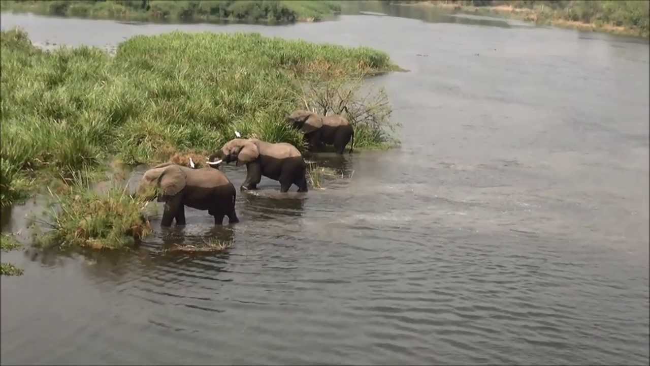 African elephants crossing the Victoria Nile river - YouTube