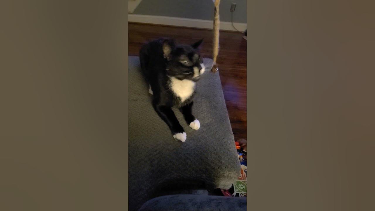 My mini added catnip to one of Tux's toys #tuxedocat #catnip #catvideos #bestcat #funnycat - YouTube