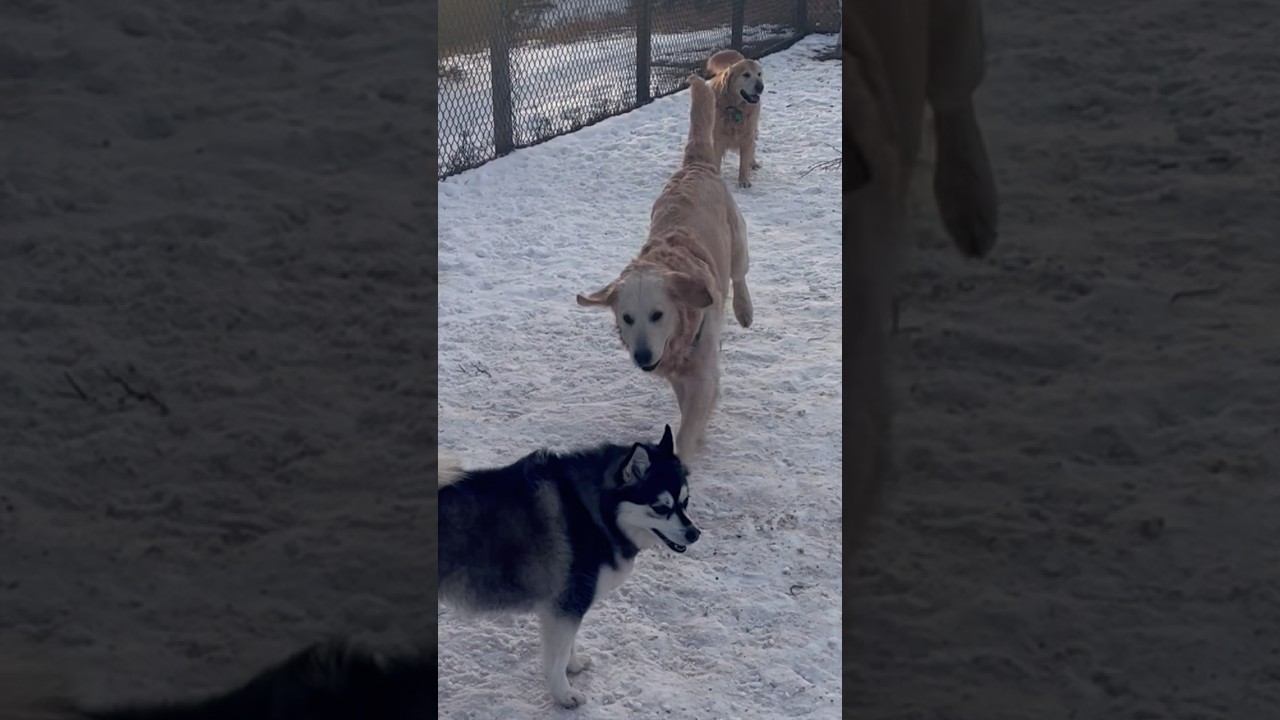 Golden retrievers play pomsky tipping at the dog park - YouTube