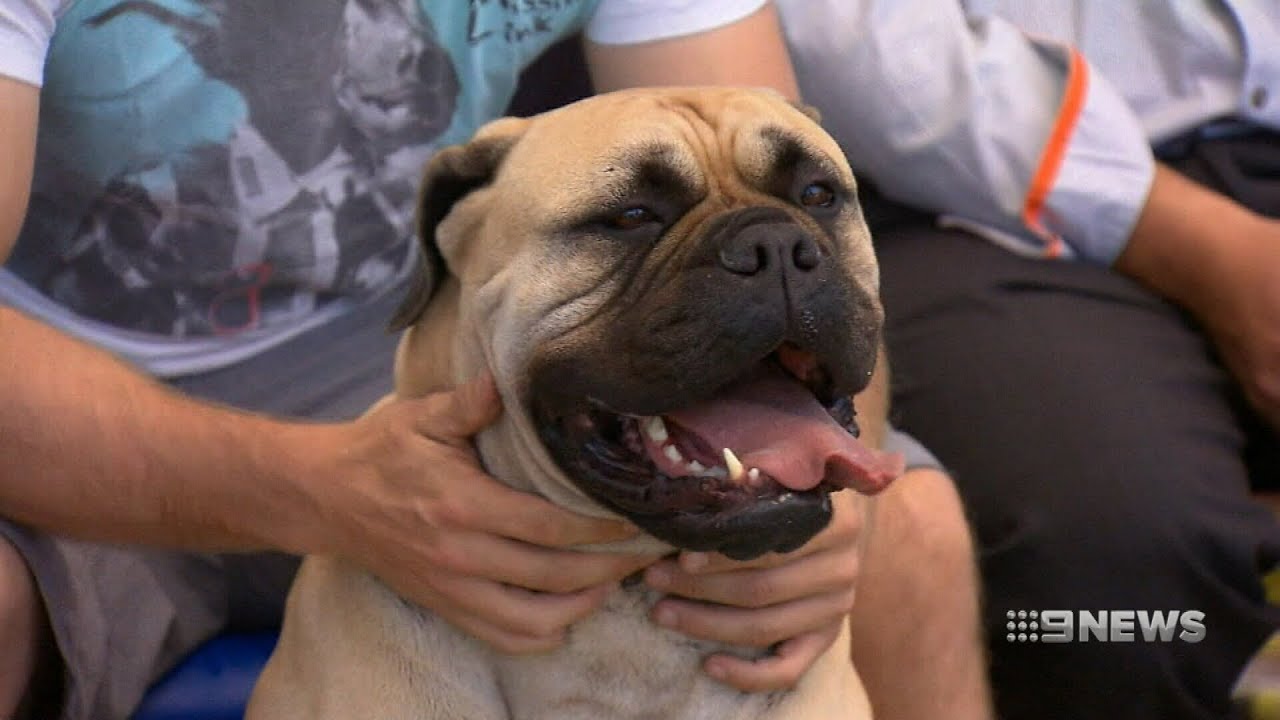 Dog Laws 9 News Perth YouTube dog-laws-9-news-perth-youtube