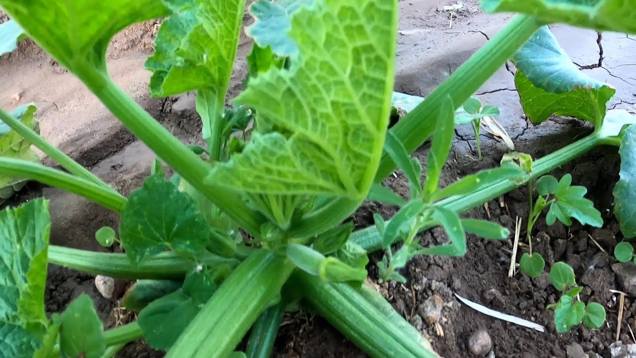 Week 4 FULL Garden tour - YouTube