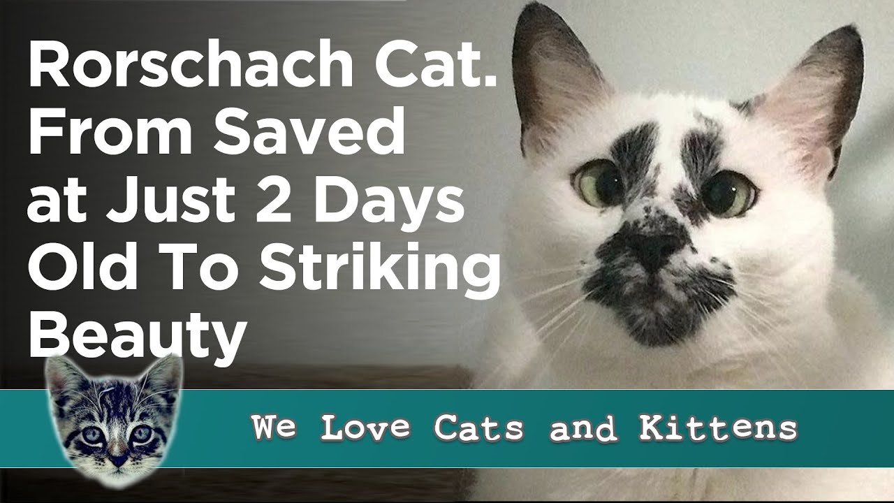 Stray Cat With Unique Rorschach Markings Finds a Place in Her Rescuer’s ...