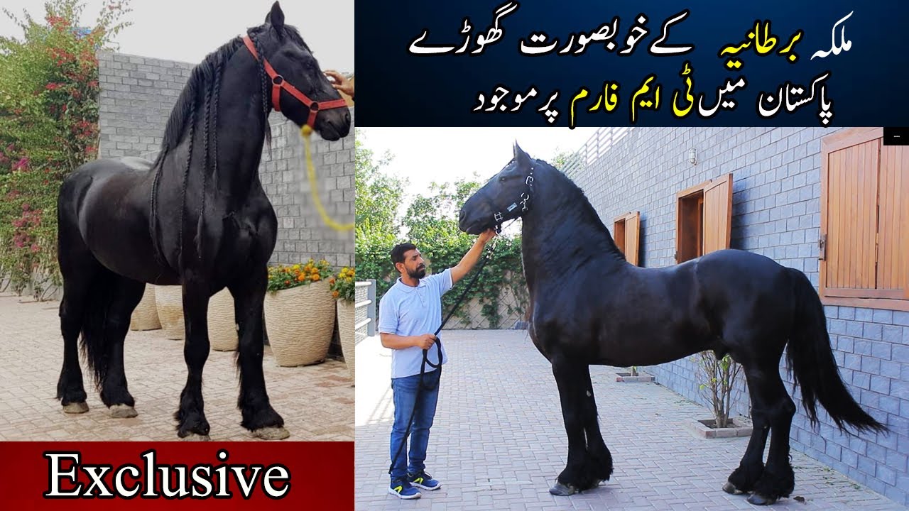 Most Beautiful Friesian Stallion ,Mare and friesian colt at Tm stud ...