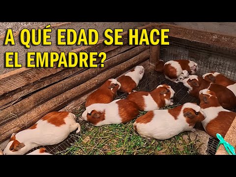 A QUÉ EDAD SE PONE EL CUY MACHO CON LAS HEMBRAS PARA HACER EMPADRE. CRIANZA DE CUYES.