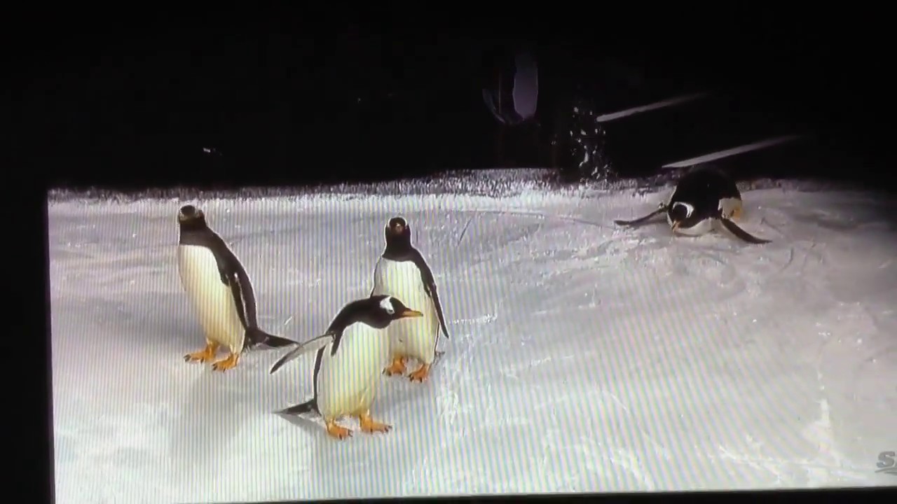 PENGUIN FALLS AT STADIUM SERIES GAME - YouTube