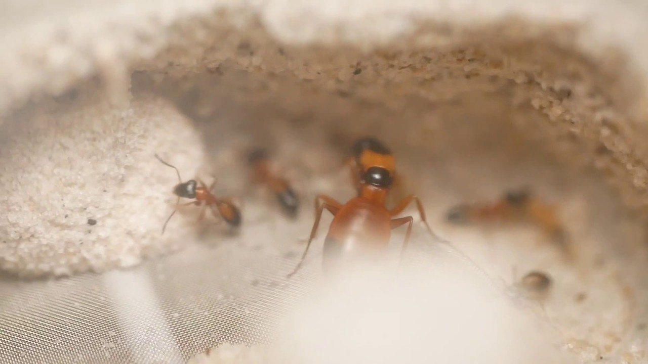 Strobe ant (Opisthopsis Rufithorax) fifth nanitic worker ecloses - YouTube