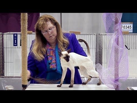 CFA International Cat Show 2018 - Siamese Premier class judging - YouTube