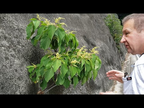 Mallotus, the plant to wrap your food