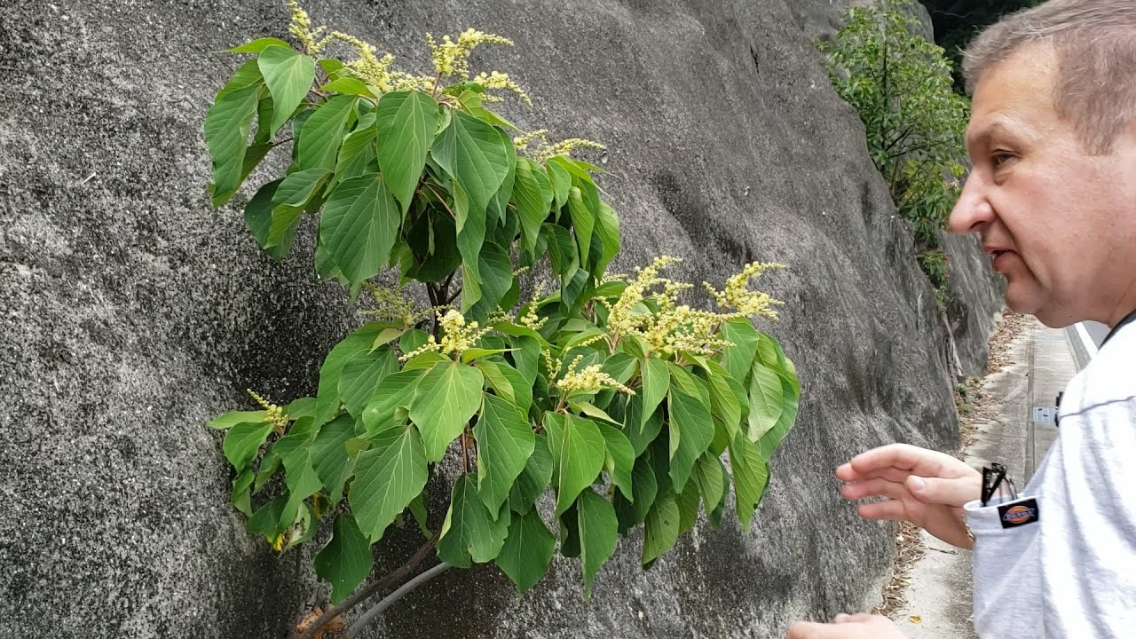 Mallotus, the plant to wrap your food - YouTube