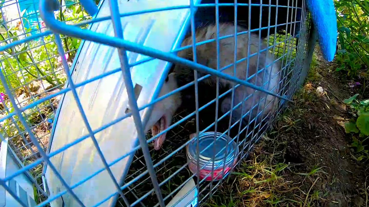 Opossum catch and release - YouTube