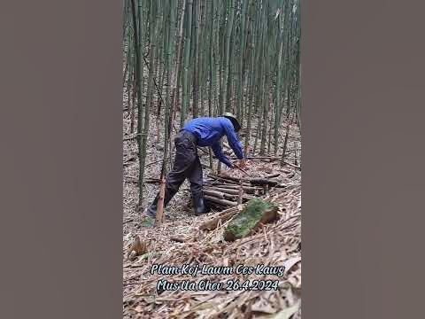 Plam kev kawm vim koj 2024 - YouTube