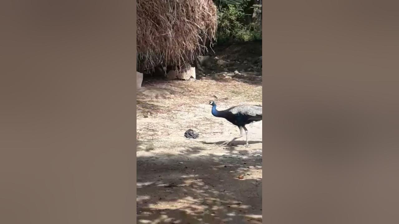Beautiful Peacock Run Peacock Youtube