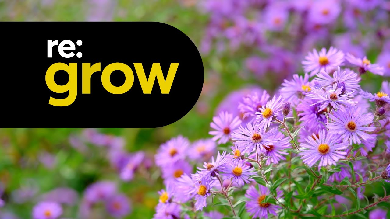 Welcome to re:grow! - YouTube