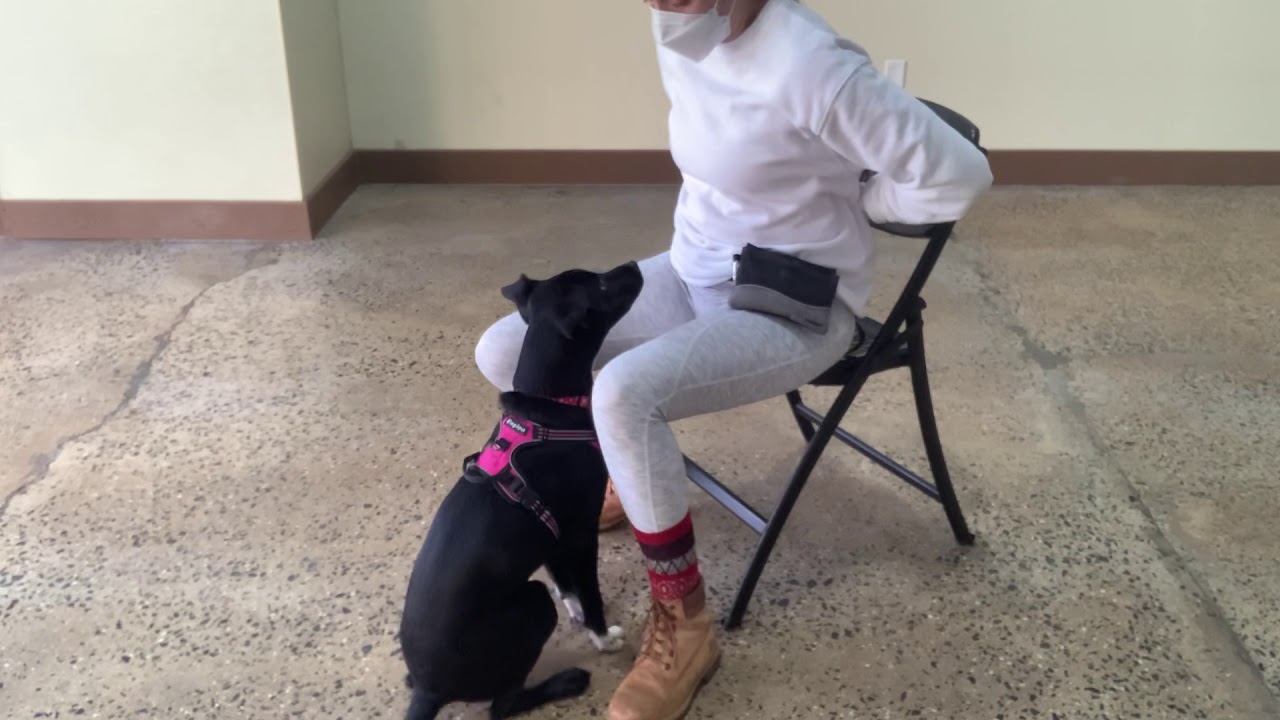 Maria The Dog Trainer & Binx 12/11/2020 - YouTube
