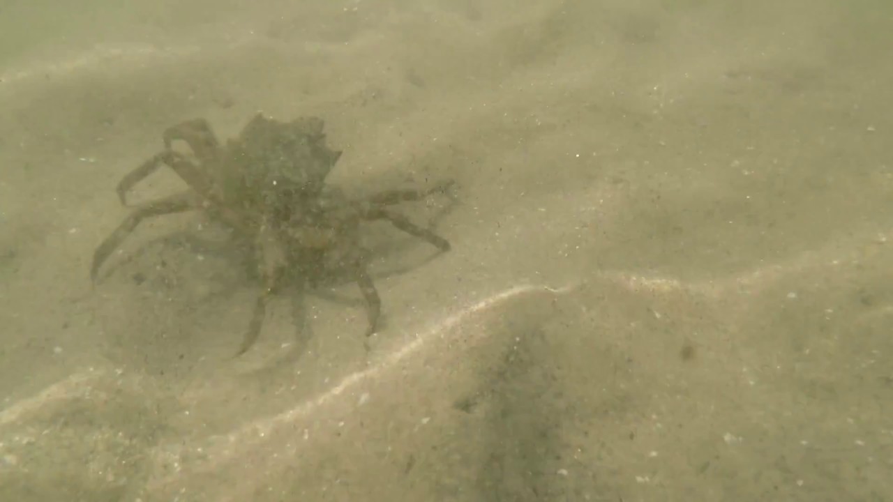 Shield-backed Kelp Crab - YouTube