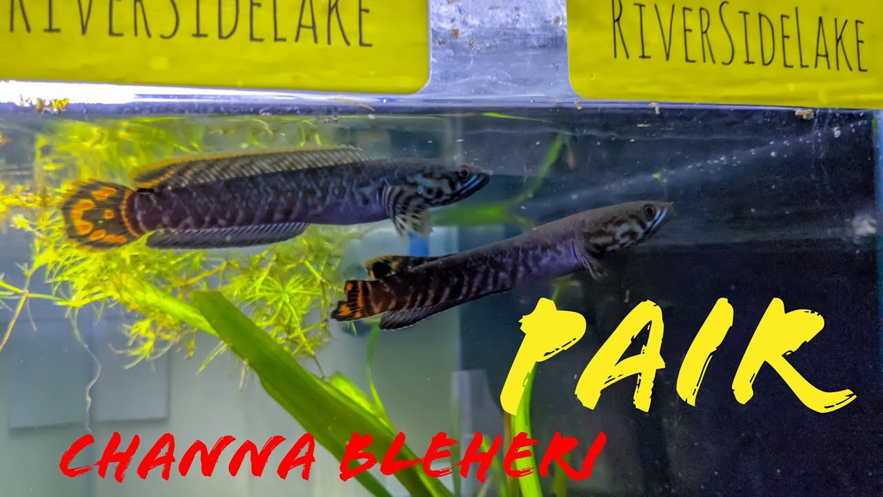 Channa Bleheri Pair (Male & Female) - YouTube