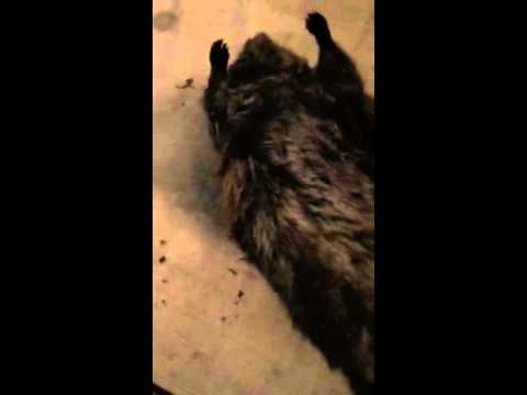 Beaver 74 Lb !!! Caught in Duke 330 conibear bodygrip trap on a castor ...