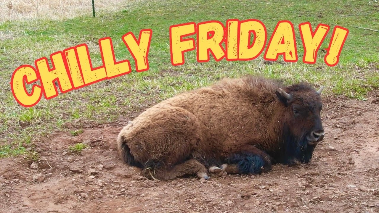 It's a Chilly Friday! - YouTube