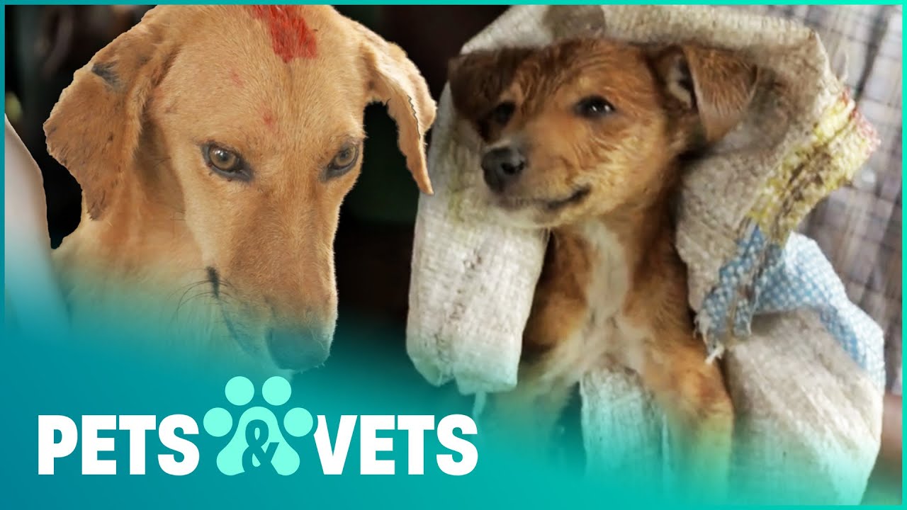 Saving Helpless Dogs In Foreign Countries | The Dog Rescuers ...