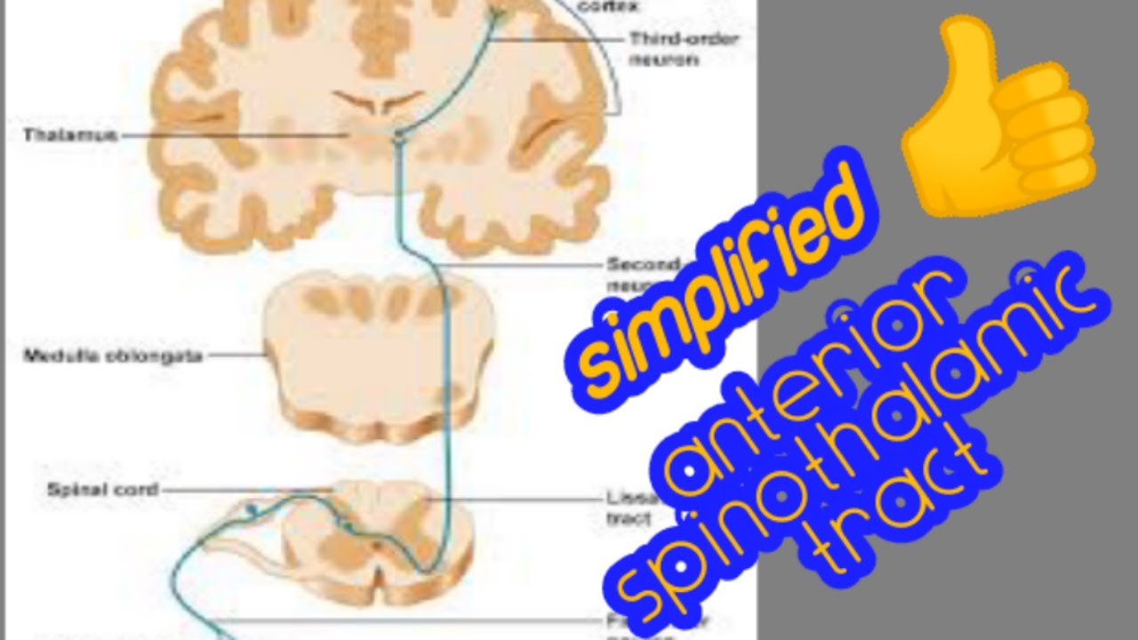 Anterior spinothalamic tract explained simplified - YouTube
