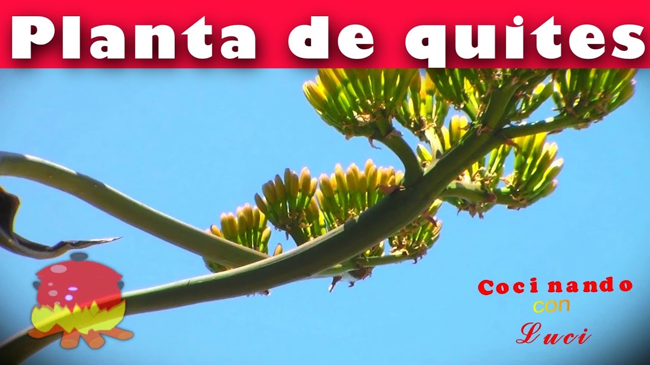como es la planta de donde se obtienen los quiotes ...