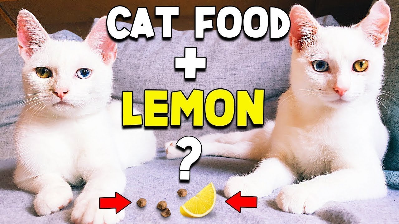 Cats eating lemons (with caption) - YouTube