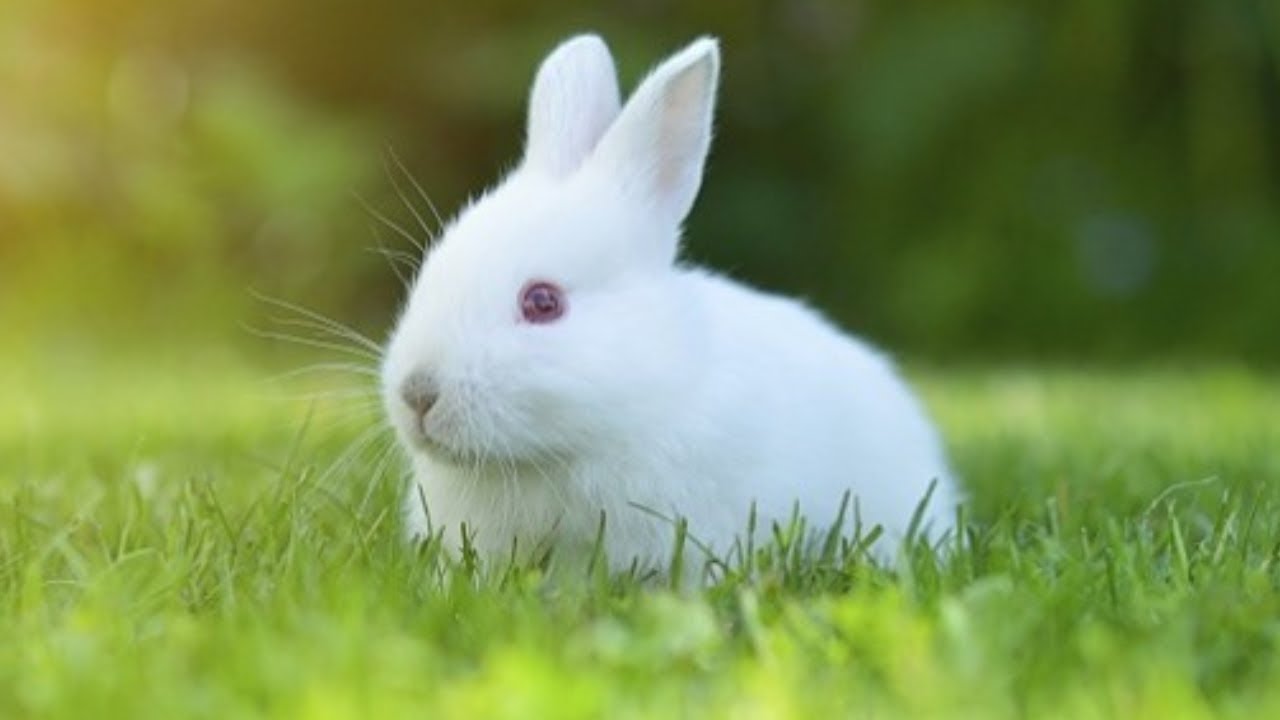 Meu animal de estimação - YouTube