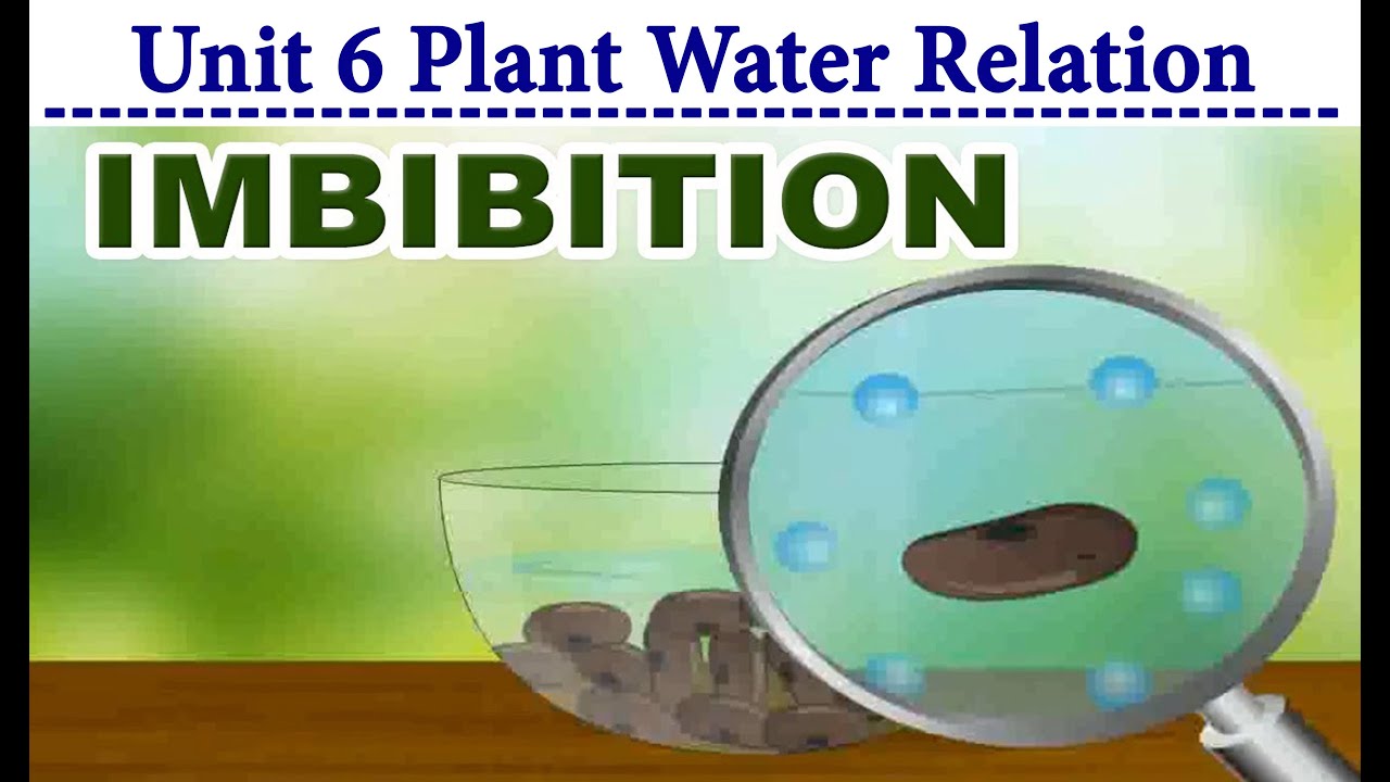 IMBIBITION IN PLANTS PLANT WATER RELATION - YouTube