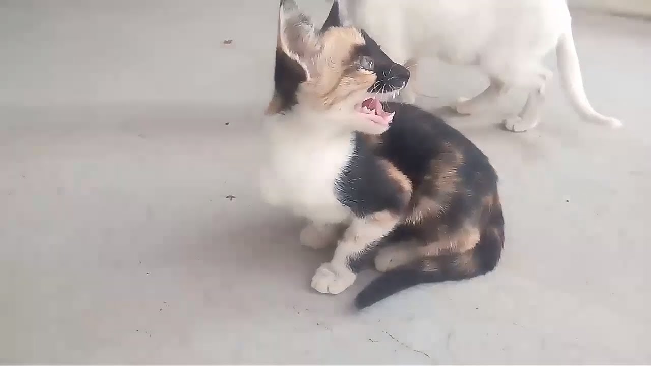 Real Bongo Cats | My Bongo Cats | Kittens | Meow - YouTube