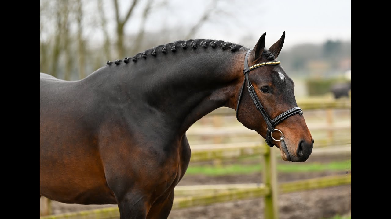 Reflex: Comme Il Faut x Atlantic VDL - Stallion 2021 - YouTube
