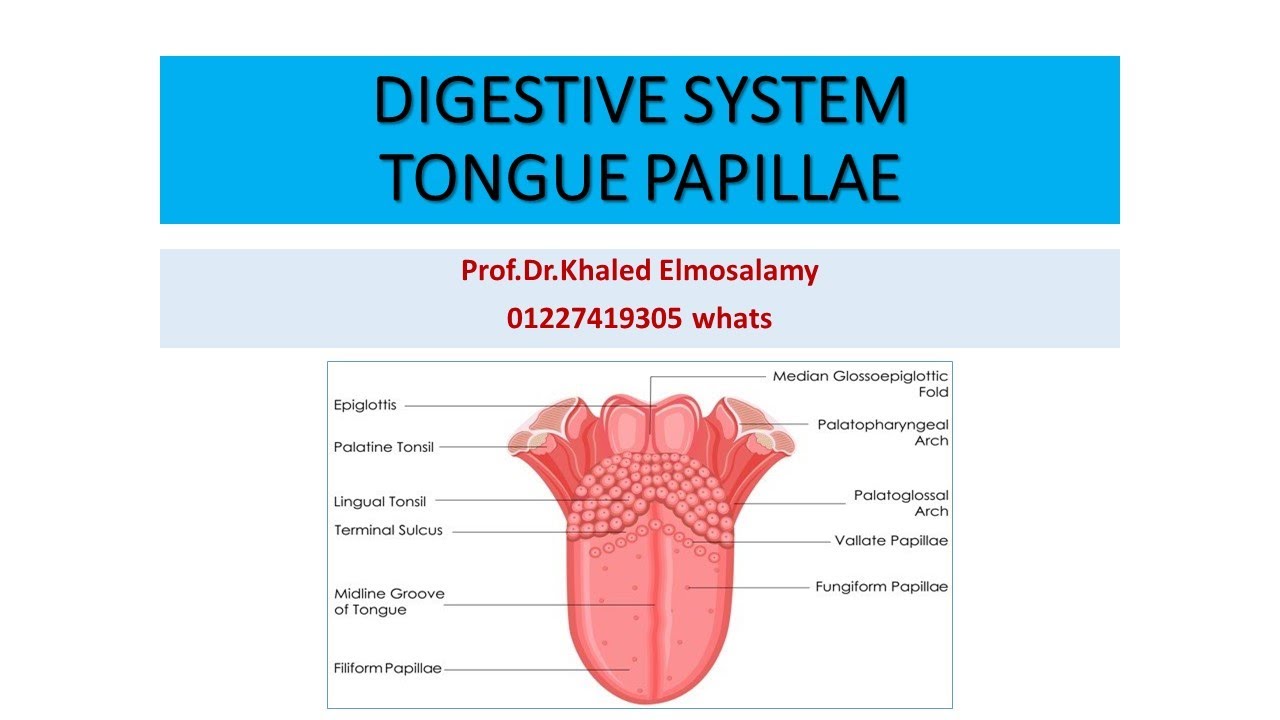 Tongue papillae=hhistology= filiform papillae=fungiform papillae ...