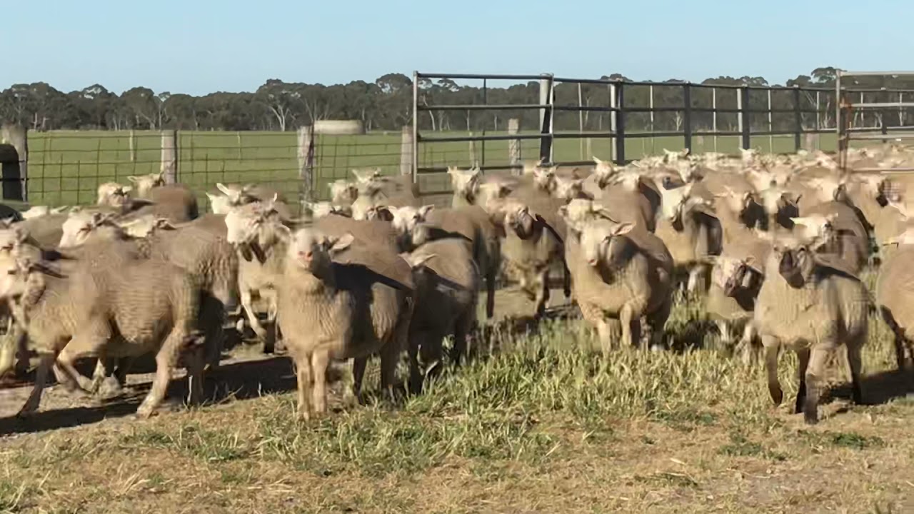 JH & HL Orton Primeline Ewe Lambs - YouTube