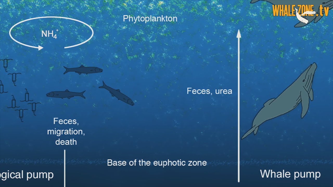 Can Whales Help With Climate Change and Our Planet? | WHALEZONE.TV S2E3 ...