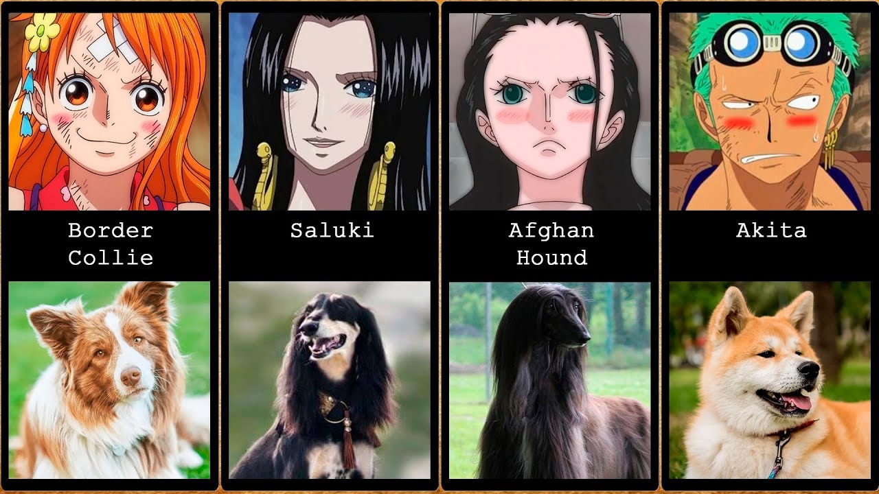 Dogs of One Piece Characters in the Real Life - YouTube