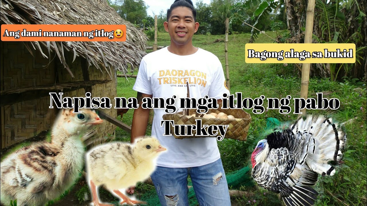 NAPISA NA ANG MGA ITLOG NG PABO|TURKEY|GAGAWA TAYO NG BAGONG KUBO - YouTube