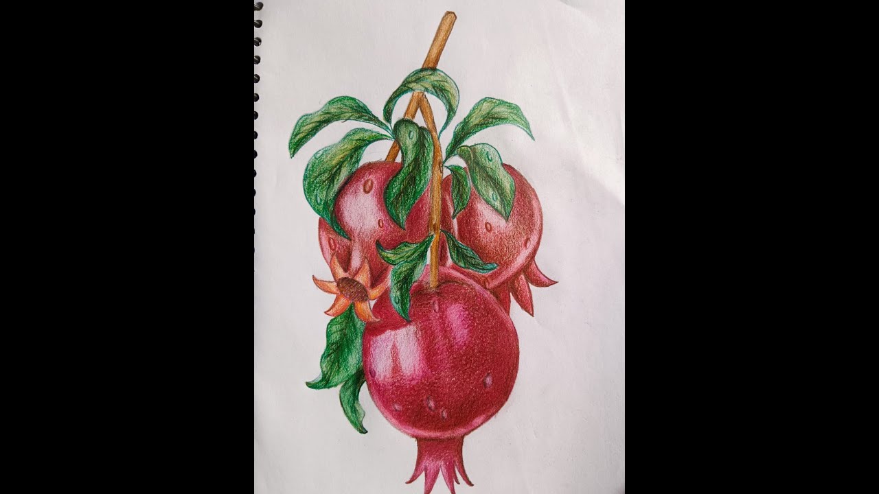 How to Draw Pomegranate(अनार) Drawing Step By Step - YouTube