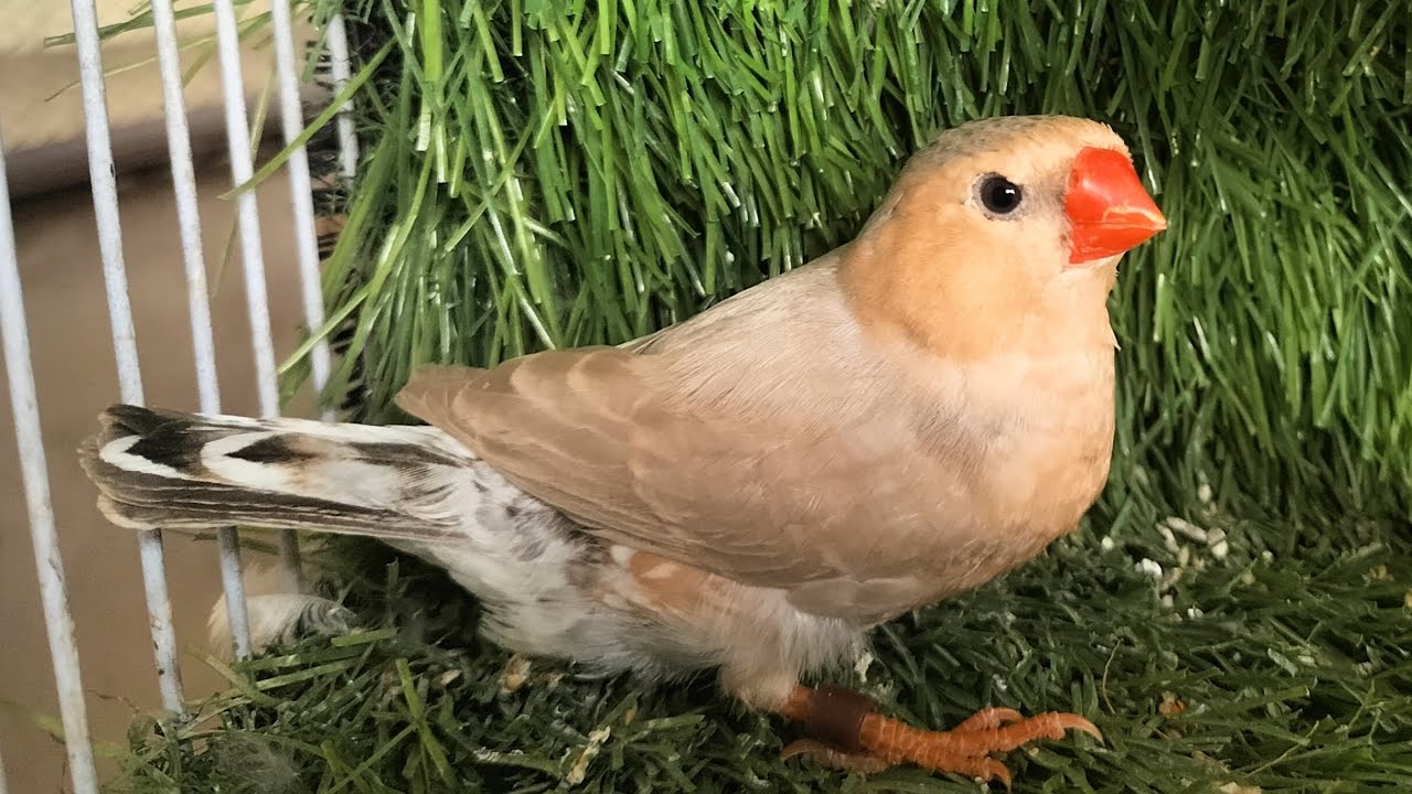 Light Back Full Orange zebra finch #Australian zebra finch #soothing # ...