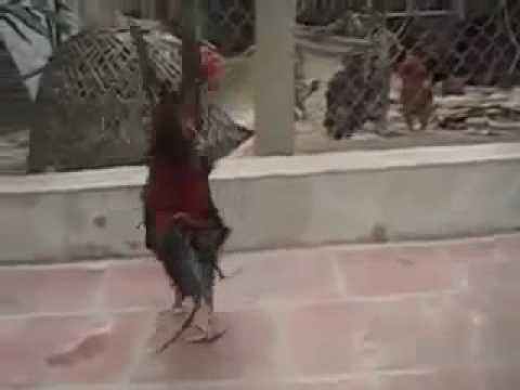 ✓ Ga♦ ̀ CHỌI Dòng mặt lão, chân kiễng Ga♦ Choi 2016