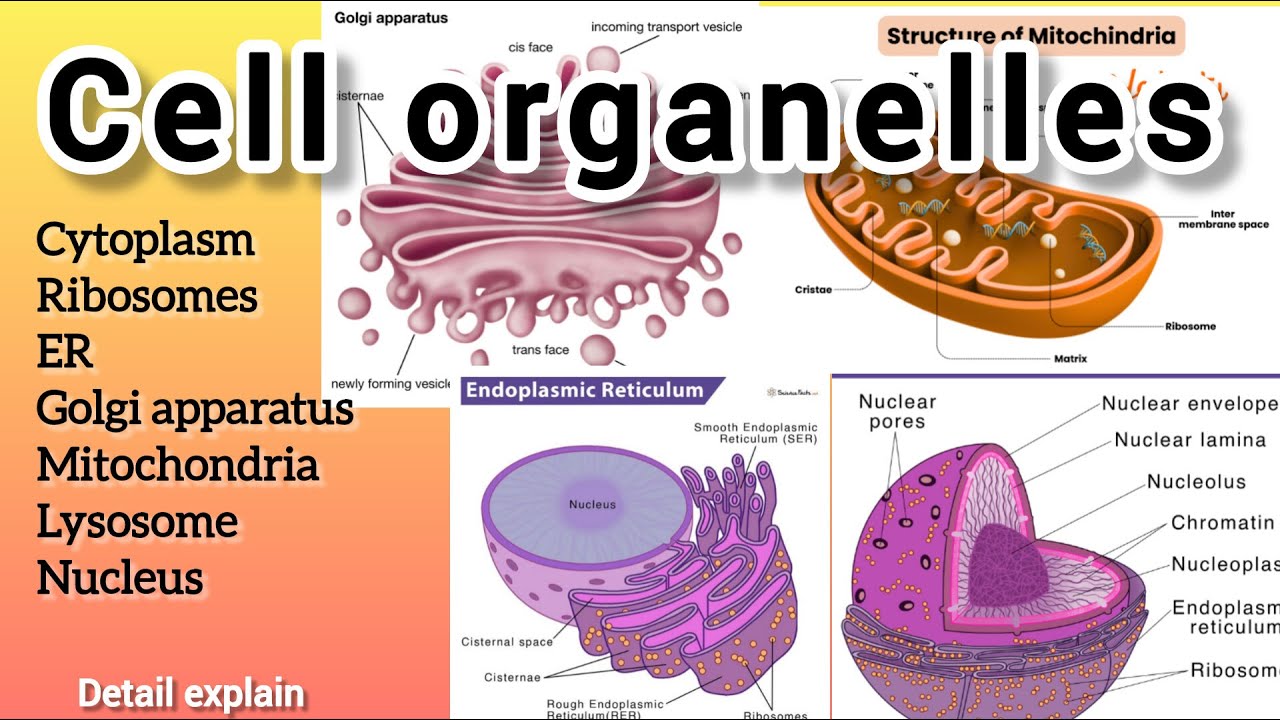 Cell organelles || cytoplasm, Ribosomes, Golgi apparatus, ER, lysosome ...