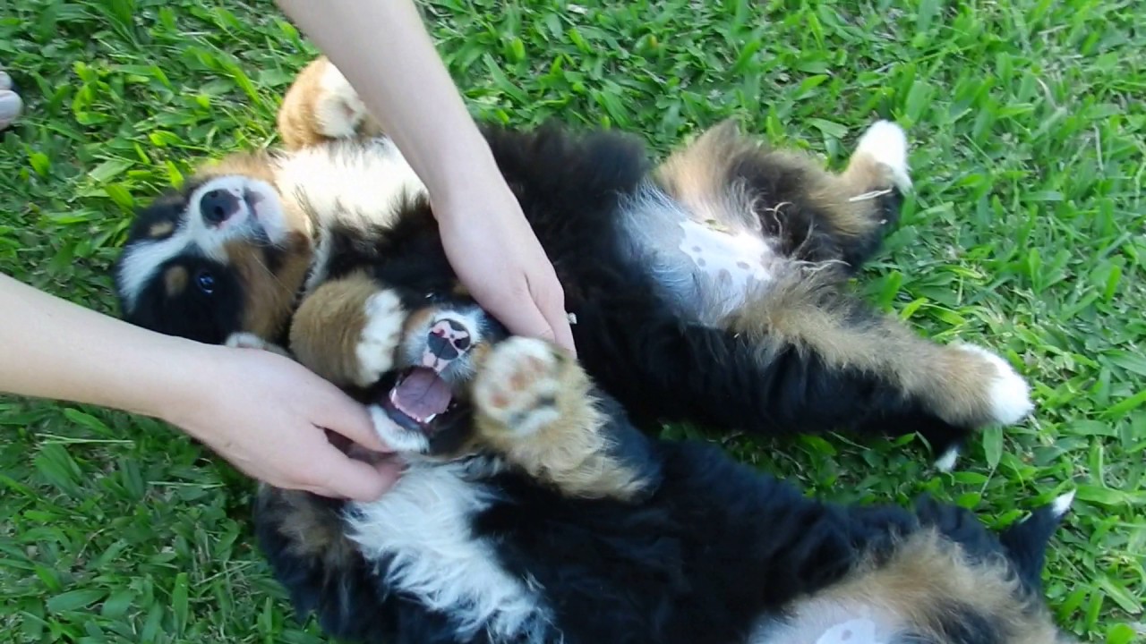 Filhotes De Bernese Mountain Dog - YouTube