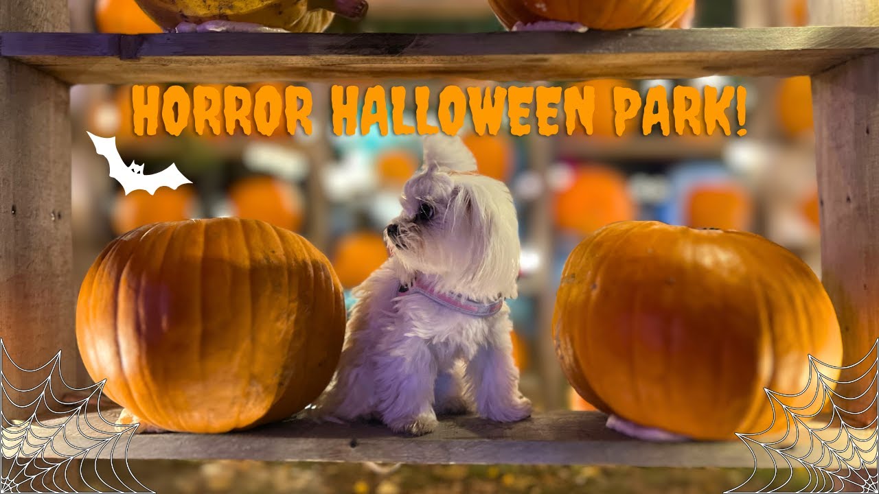 Maltese Dog In The Halloween Park| Horror Night🎃 - YouTube