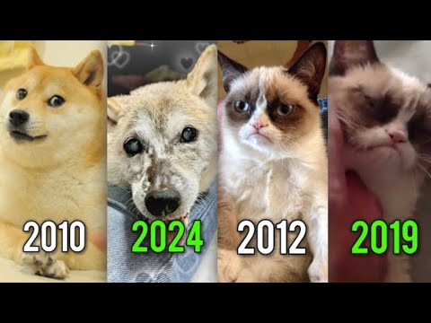 Iconic Cat Memes (Then vs Now) 😥 that died in 2025 #died #cats #dogs # ...