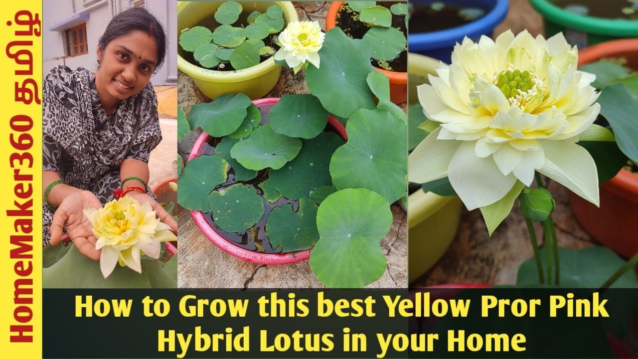 Growing Beautiful Yellow Lotus in Home | தாமரை வளர்ப்பது எப்படி ...