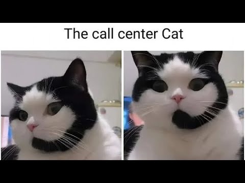 kelakukan random kucing part 1 - YouTube